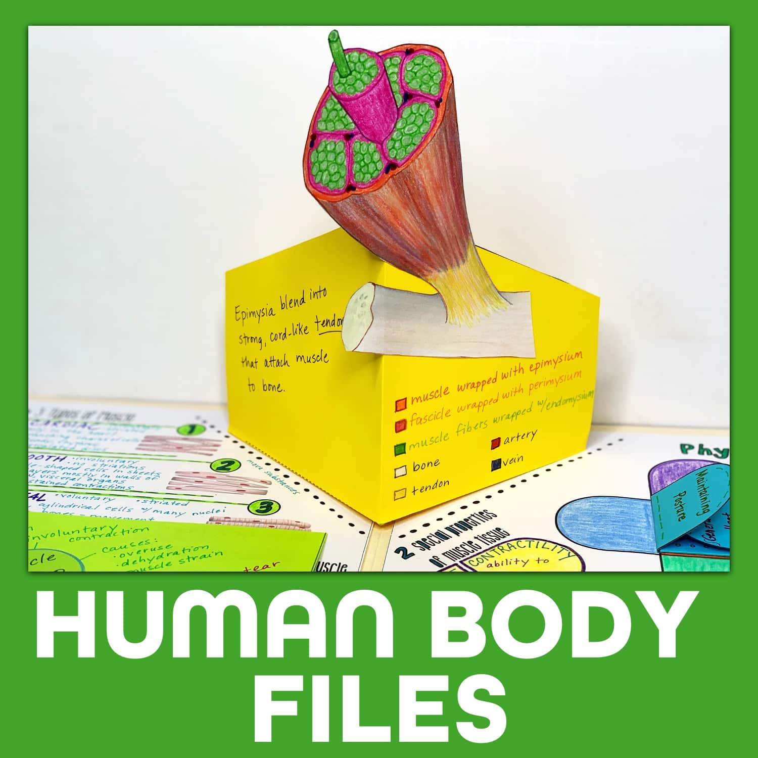 Science Island - Resources for Teaching Anatomy and Physiology in High ...