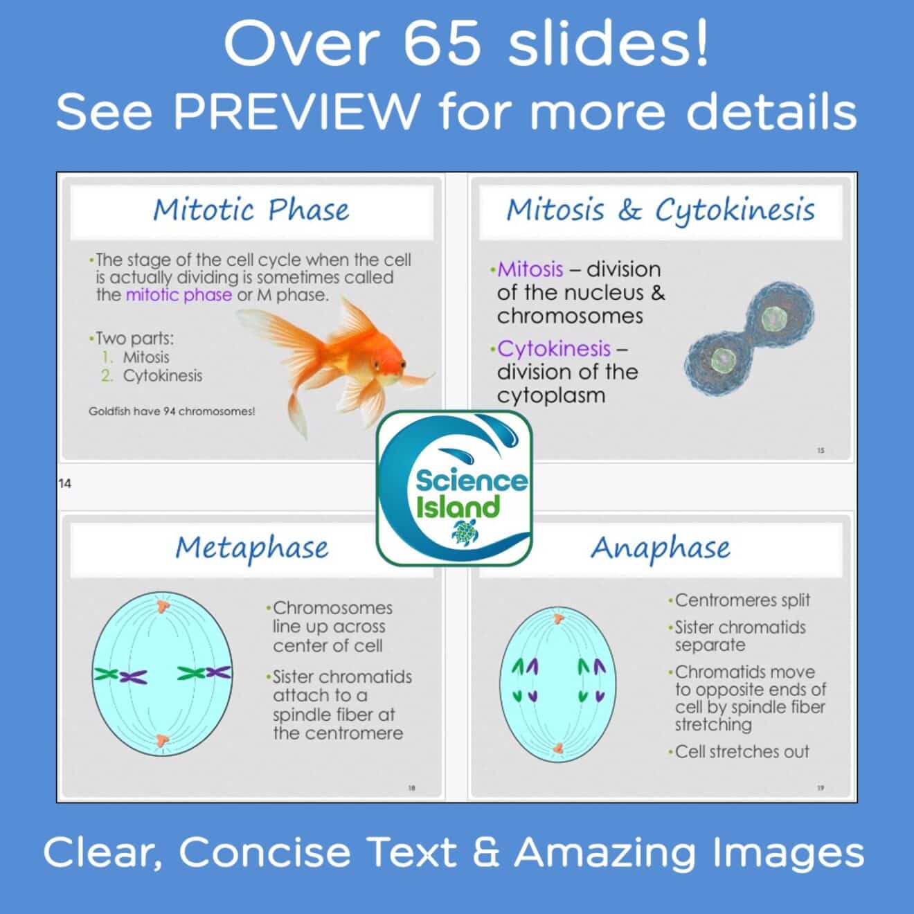 Mitosis and Meiosis PowerPoint and Notes - PowerPoint, Notes, and ...