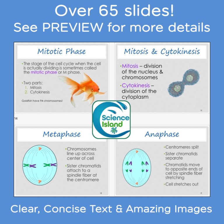 Mitosis and Meiosis PowerPoint and Notes - PowerPoint, Notes, and ...