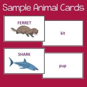 Animal Baby Names Activity - Science Island