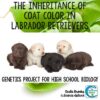 Genetics Project - The Inheritance of Coat Color in Labrador Retrievers ...