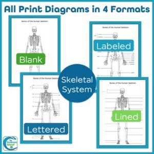 Skeletal System Diagrams and Quizzes - Anatomy Coloring & Labeling ...