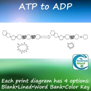 ATP Diagrams and Study Guide - Science Island