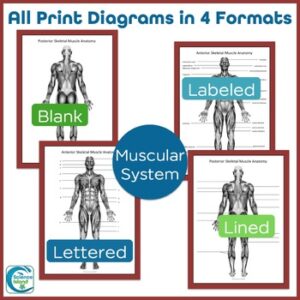 Muscular System Diagrams and Quizzes - Anatomy Activity - Science Island
