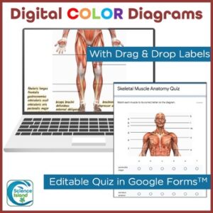 Muscular System Diagrams and Quizzes - Anatomy Activity - Science Island
