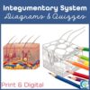 Skin Diagram and Quiz - Integumentary System Activity - Science Island