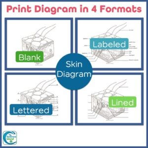 Skin Diagram and Quiz - Integumentary System Activity - Science Island