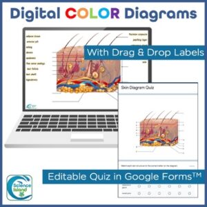 Skin Diagram and Quiz - Integumentary System Activity - Science Island
