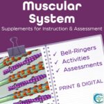 Muscular System Activities, Bell-Ringers, and Assessments for Anatomy ...