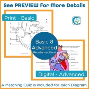 Cardiovascular System Diagrams and Quizzes - Science Island