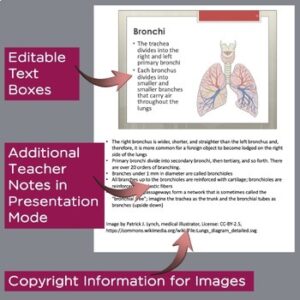 Respiratory System PowerPoint and Notes - Science Island