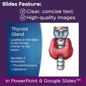 Endocrine System PowerPoint and Notes - Science Island