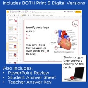 Cardiovascular System Task Cards - Anatomy and Physiology Activity ...
