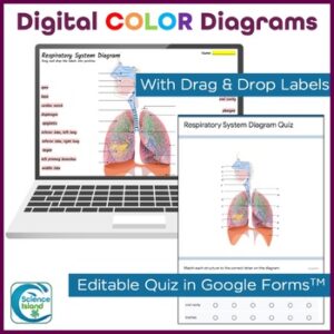 Respiratory System Diagrams & Quizzes - Science Island