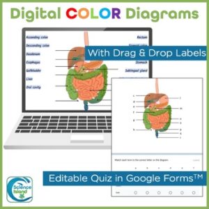 Digestive System Diagrams and Quizzes - Science Island
