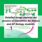 FREE Printable Codon Chart with Practice Worksheet and Diagrams ...