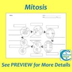 Mitosis and Meiosis Diagrams and Study Guide - Science Island