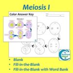 Mitosis and Meiosis Diagrams and Study Guide - Science Island