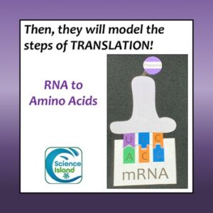 Protein Synthesis Lab - Science Island