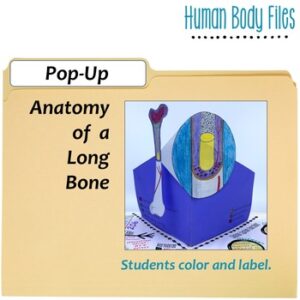 Skeletal System Activity - Human Body Files - Science Island