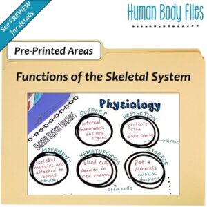 Skeletal System Activity - Human Body Files - Science Island