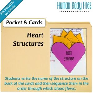 Cardiovascular System Activity - Human Body Files - Science Island