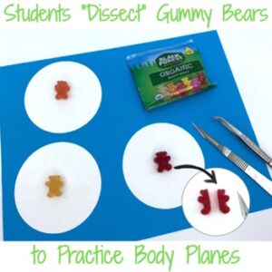 Free Gummy Bear Anatomy Activity - Anatomical Terminology Practice ...