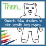 Free Gummy Bear Anatomy Activity - Anatomical Terminology Practice ...