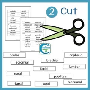 Free Regional Terms Labeling Activity for Anatomy - Science Island